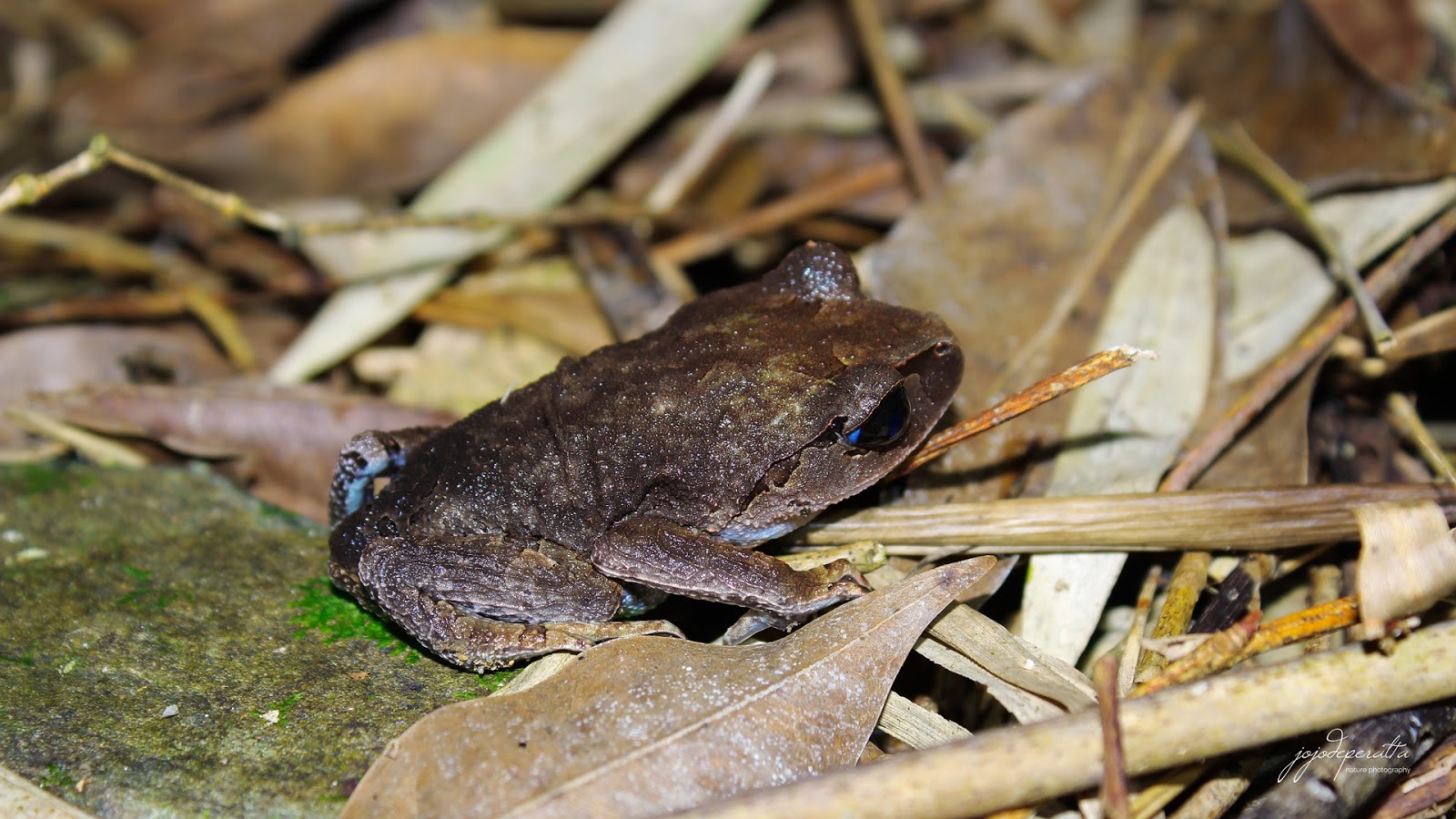 Palawan Litter Frog – An amphibian struggling to exist