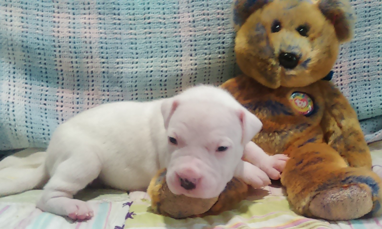 Yo Amo Dogos aka Yo Amor Dogos: Meet Wiolet and Lulu Bella Female Dogo ...