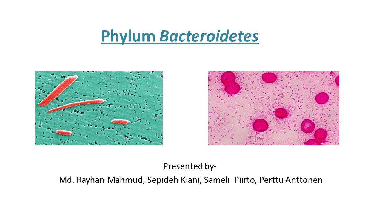 Phylum Bacteroidetes - Microbes World