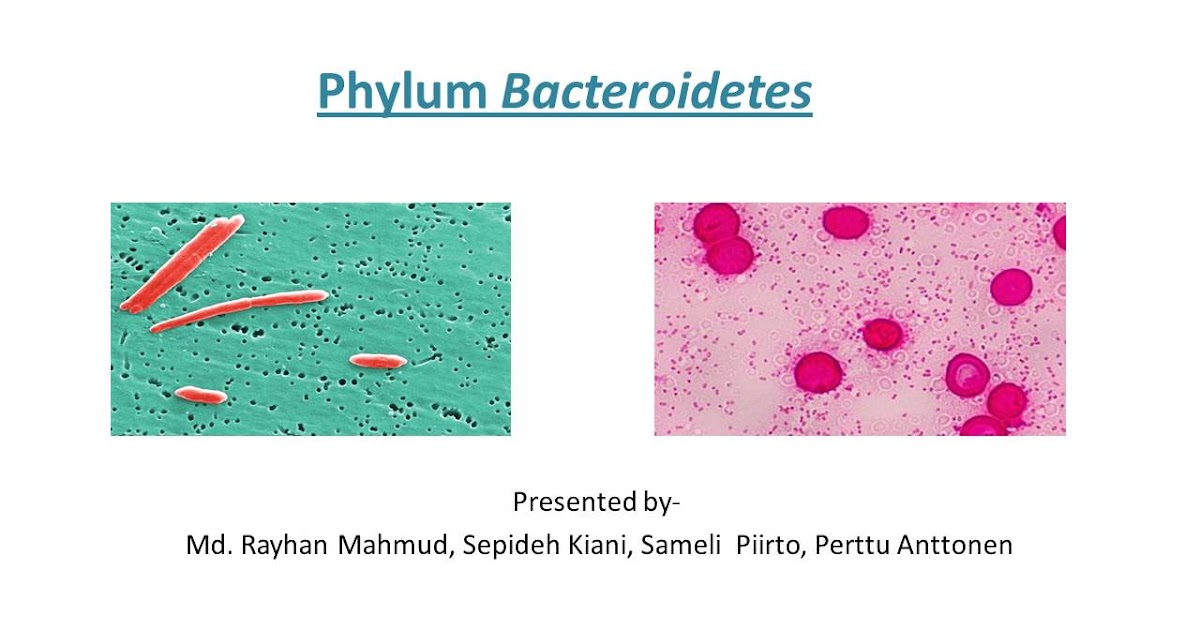 Phylum Bacteroidetes - Microbes World