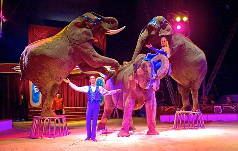 animals in circus | animals