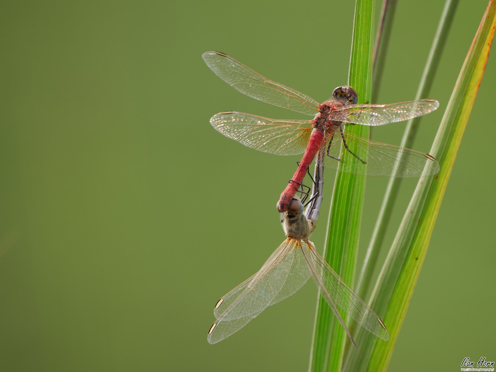 Dragonfly Couple