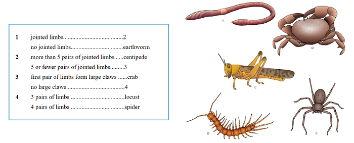 Dichotomous Key Worksheet