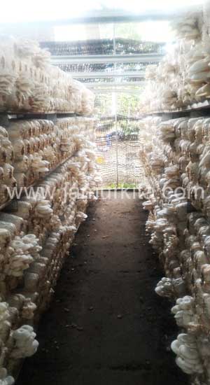 25+ Inspirasi Rak Gantung Jamur Tiram