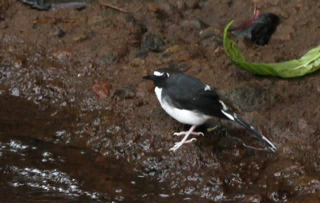 Sydøstasien: W Java