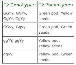 Independent Assortment pak Mendel | YANJUZ