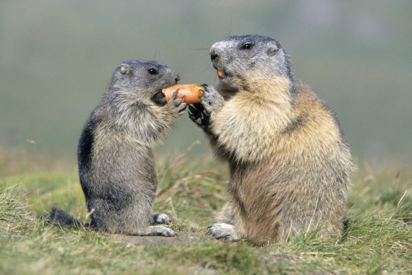 Kako živi divljač / How to live wild animals: Svizac alpski (Marmota ...