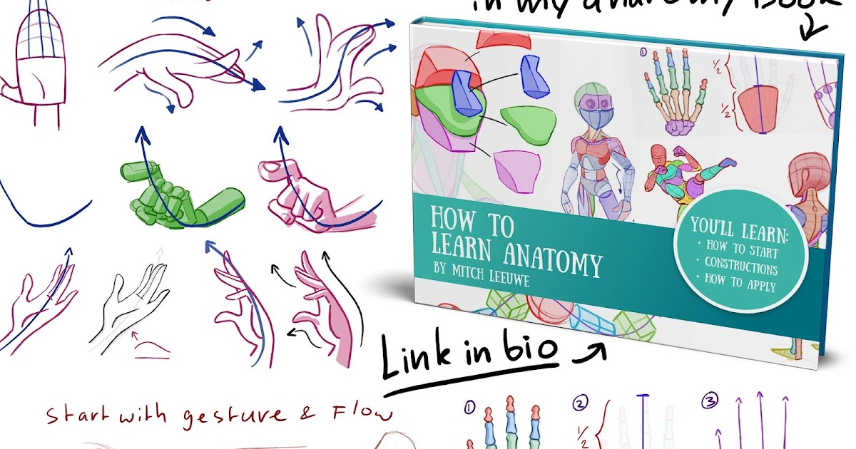 Learning drawing principles: hands