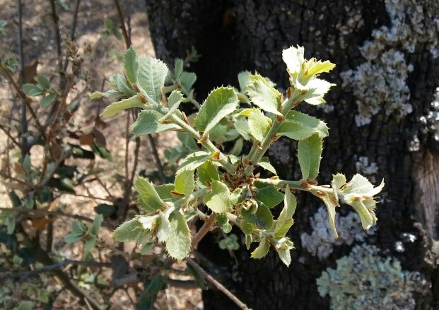 La Natura a la Baixa Tordera: Sobre la Cuca peluda del suro (Lymantria ...