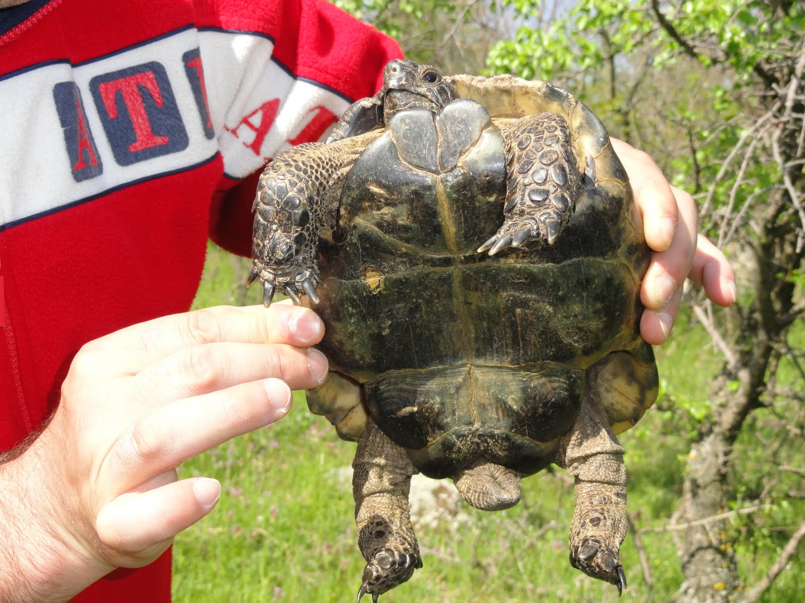 Frumusetile naturii: Broasca testoasa de uscat - "testoasa dobrogeana ...