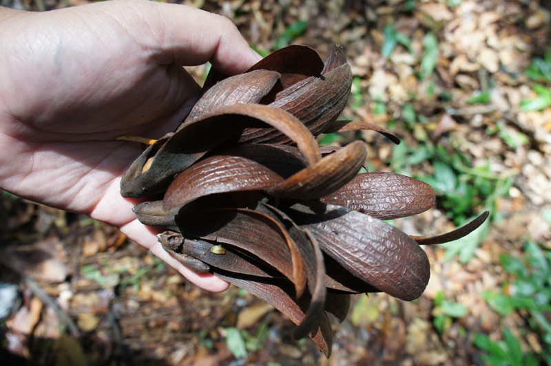 OUR PHILIPPINE TREES: The Makiling Bounty