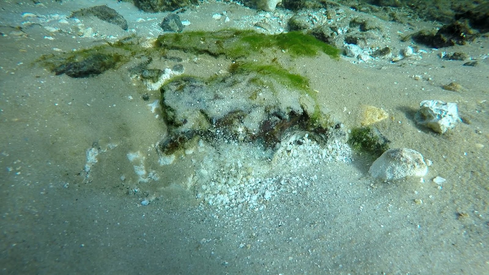 Rainbow River Freshwater Drift Dive, Florida - First Church of The ...