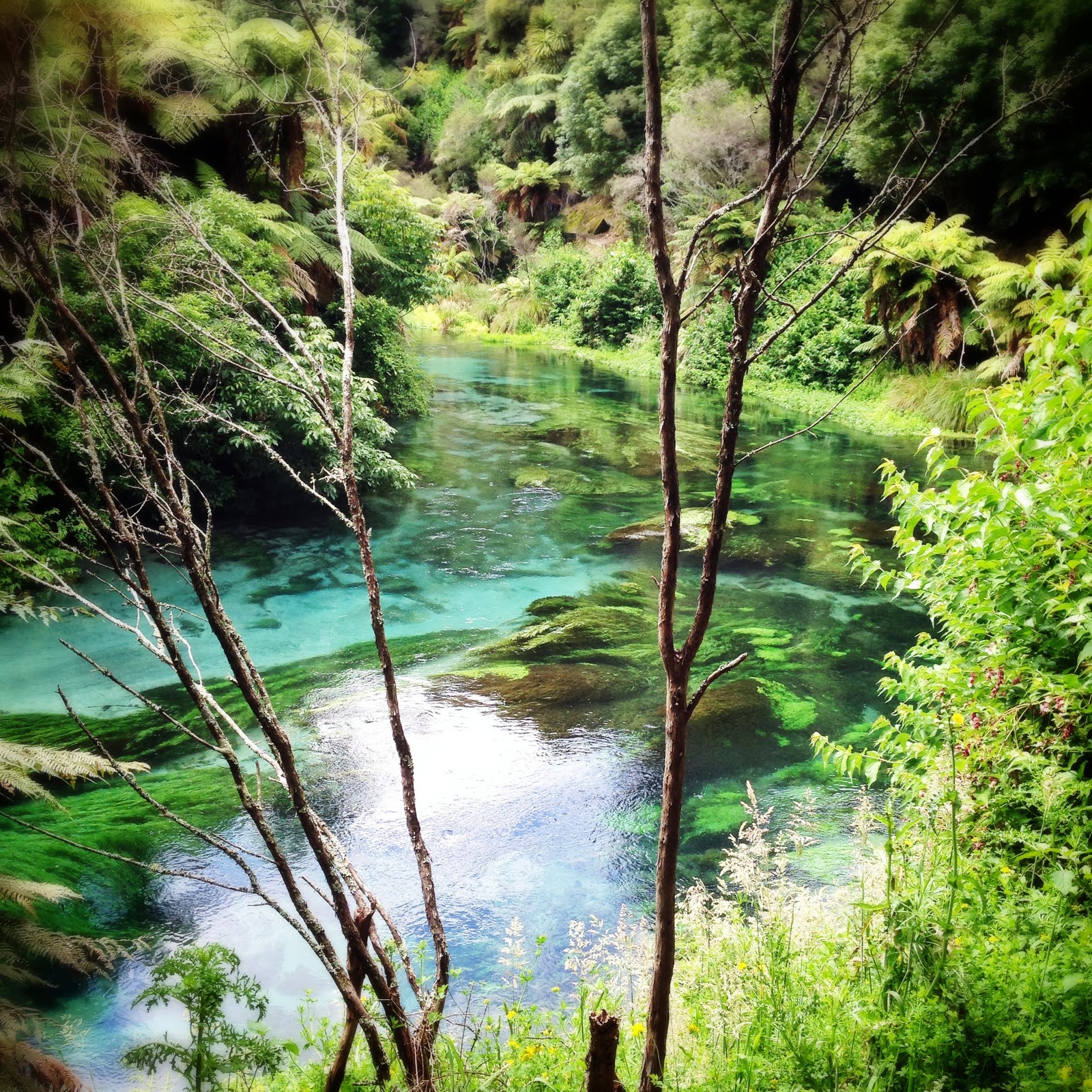 Walk to the Blue Spring: one of NZ's best kept secrets | the adventures ...