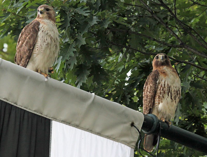 Hawkwatch at the Franklin Institute: News of #3 - and an eyass finally ...