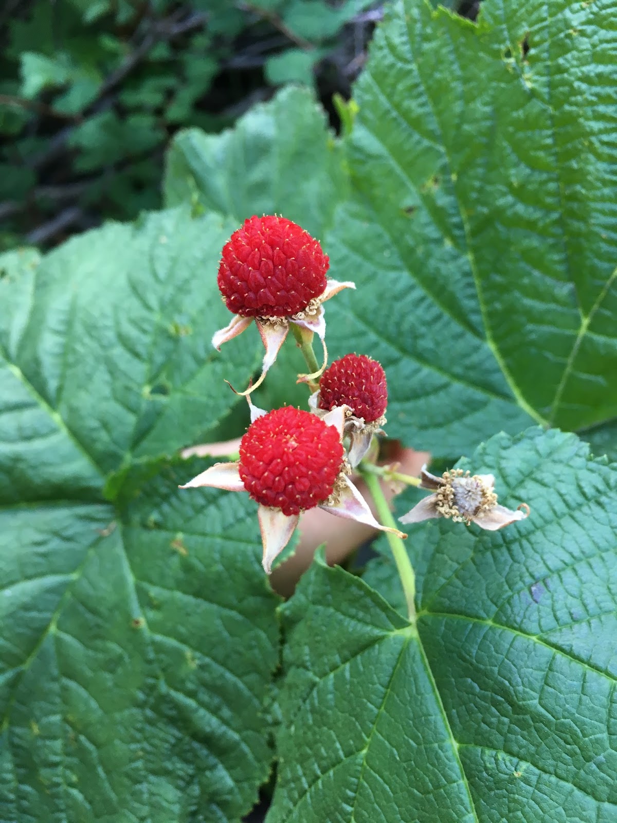 Mountain Edibles: Rubus parviflorus