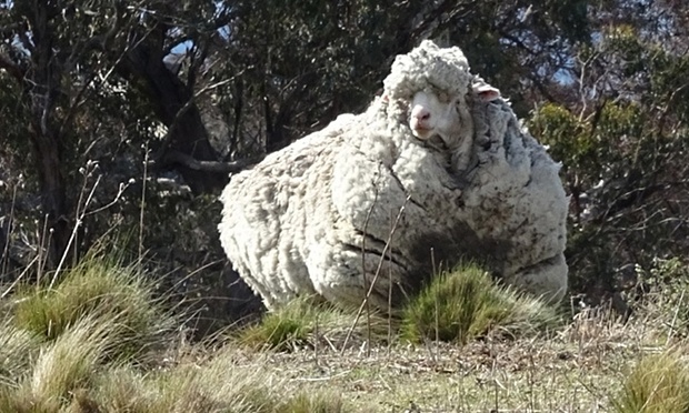 The Agri Handbook Blog: Pulling wool over eyes?