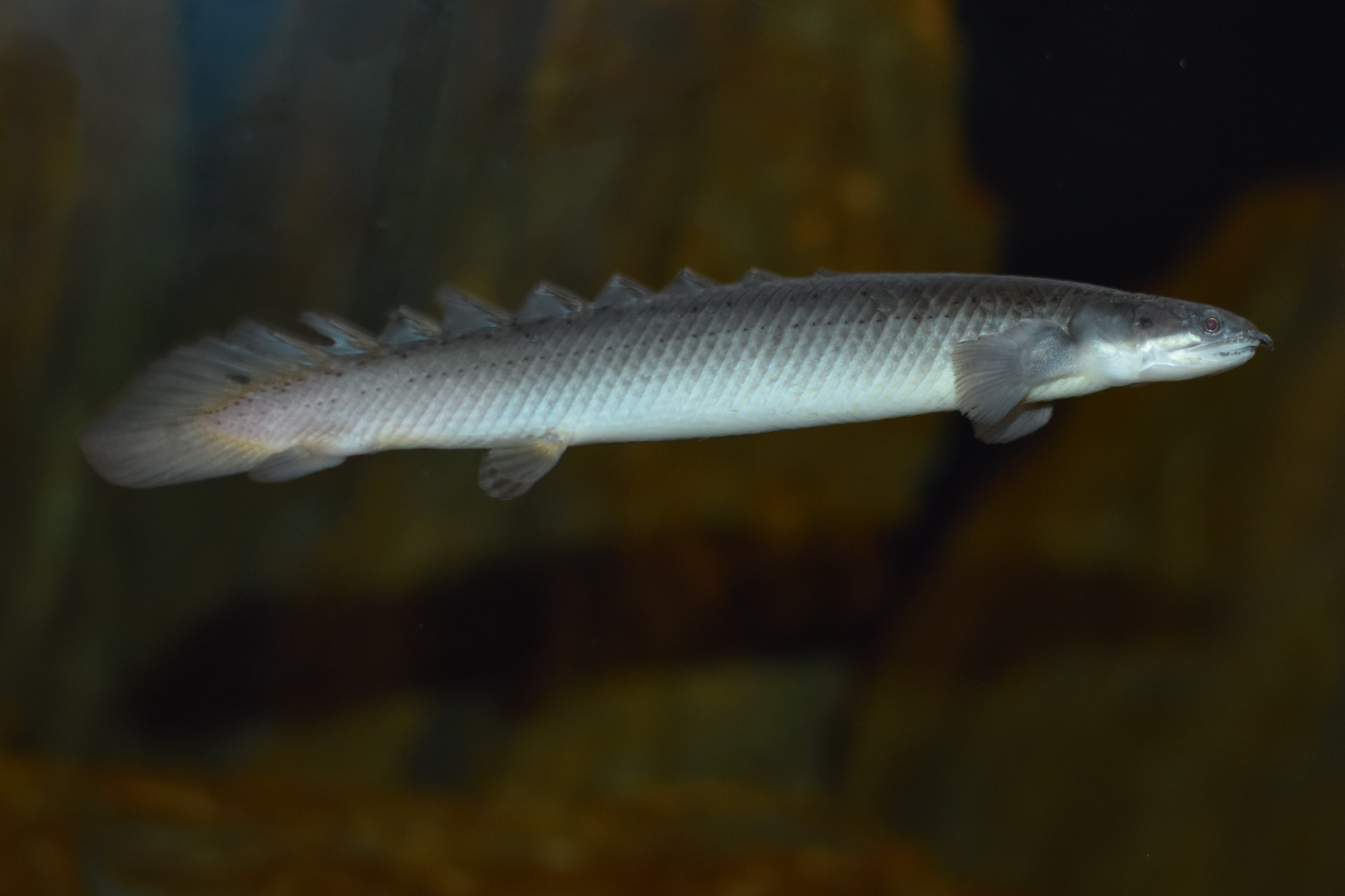 ZOOTOGRAFIANDO (6.057 ANIMALS): BICHIR DE SENEGAL / GRAY BICHIR ...
