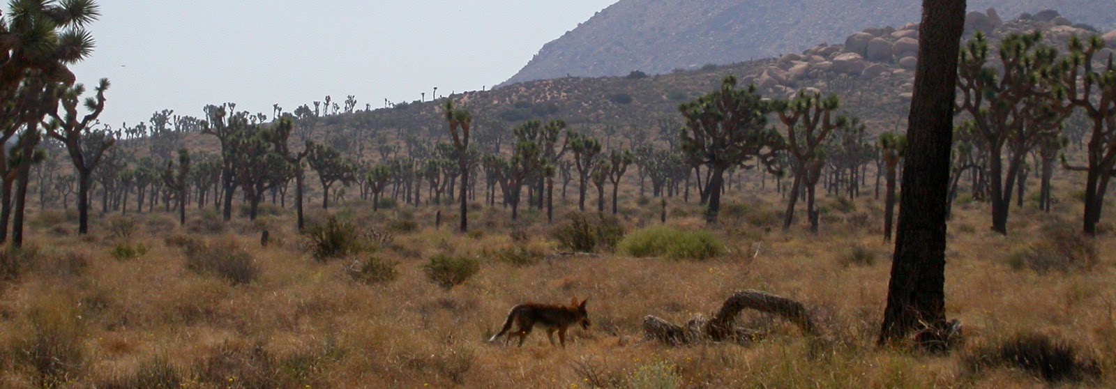 El blog de Javier Atrio: California III: Joshua Tree National Park