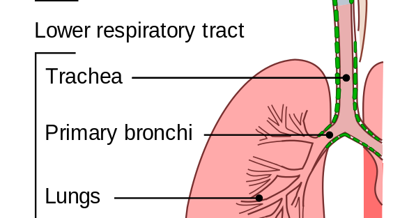 Human Anatomy Physiology and Diseases: Upper respiratory tract ...