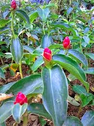 jual pohon pacing pentul, tanaman hias pacing pentul | taman decoration