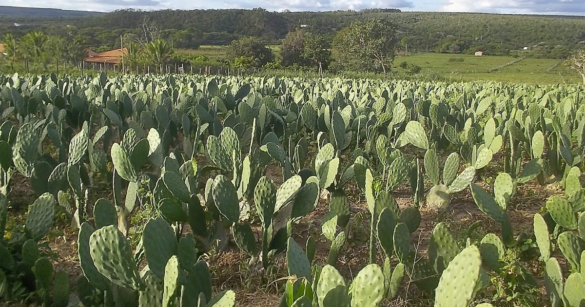 Palma forrageira é alternativa para alimentar o rebanho em São João do Paraíso