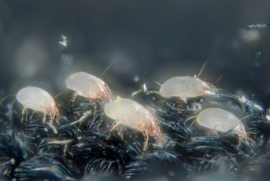 Earth and Space News: Hawaiian Dust Mites Abide in the Dust of Five-0's ...