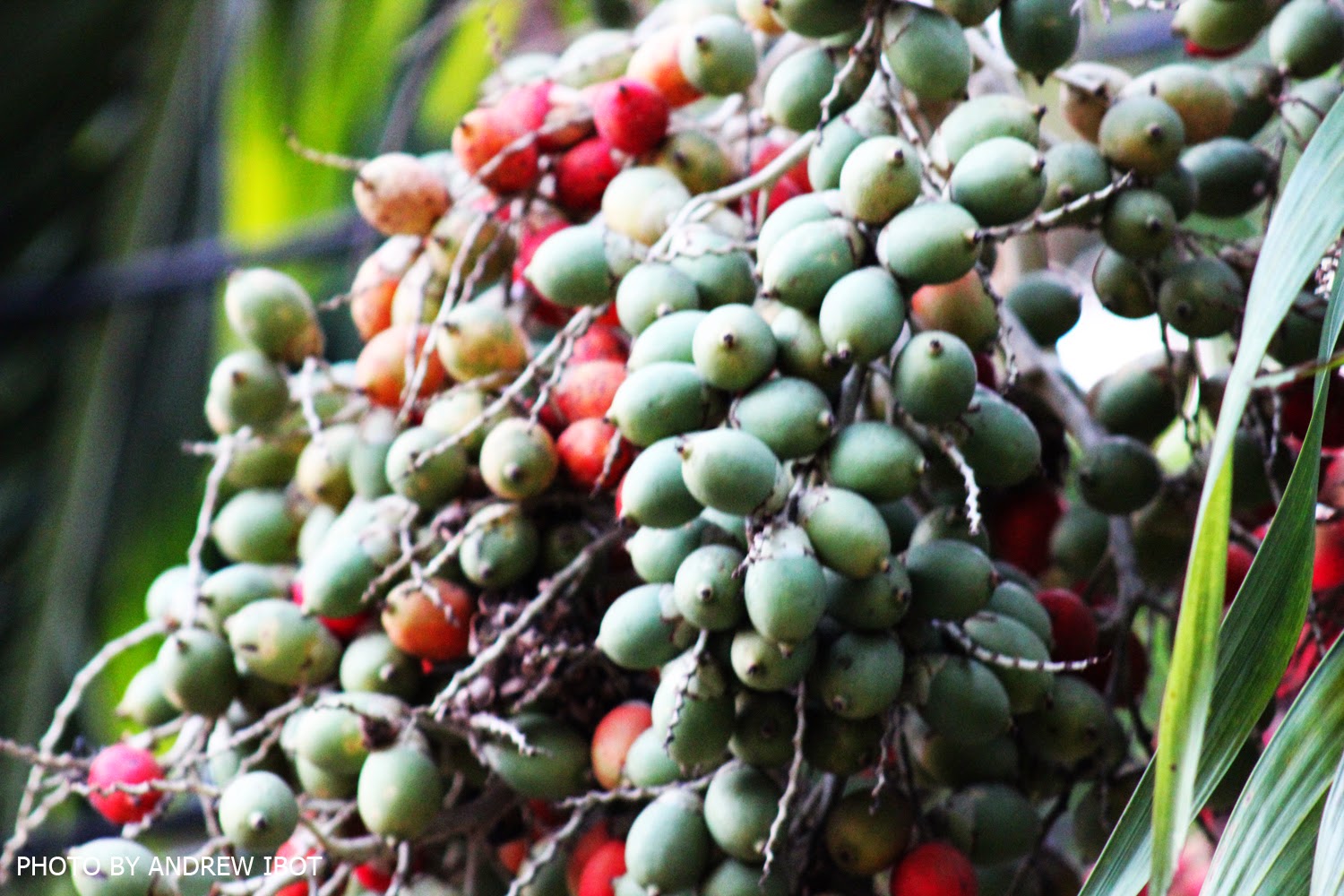 Ako si ANDREW IBOT!: Bunga (Areca catechu L.)