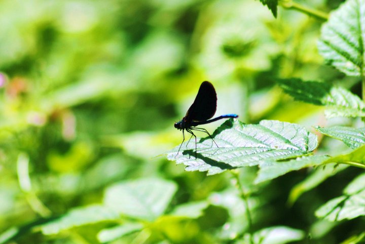 Walksalot: Basingstoke Canal - Greywell (lock 30) to Barley Mow Bridge ...