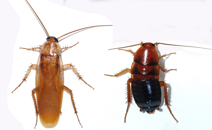 ===JUAL KECOA TURKISH/TURKESTAN ROACHES/KECOA TURKESTAN/KECOA TURKISTAN ...