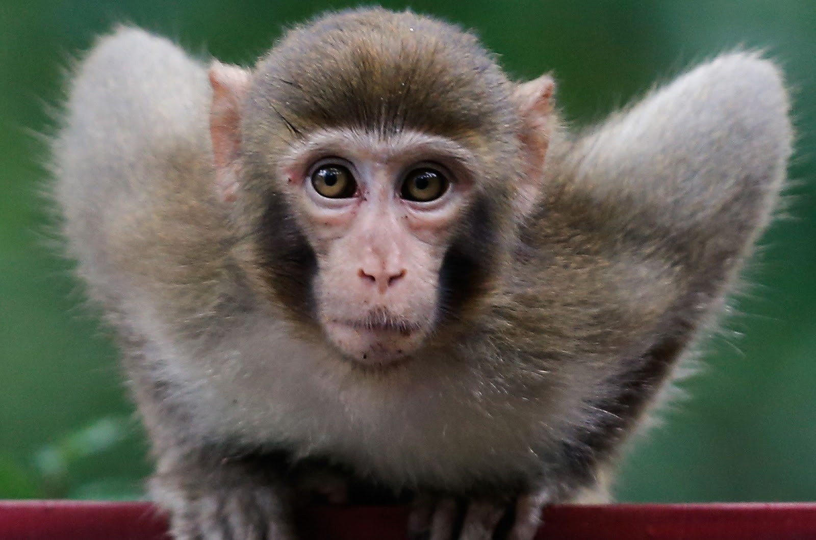 Gambar Hewan Monyet - Homecare24