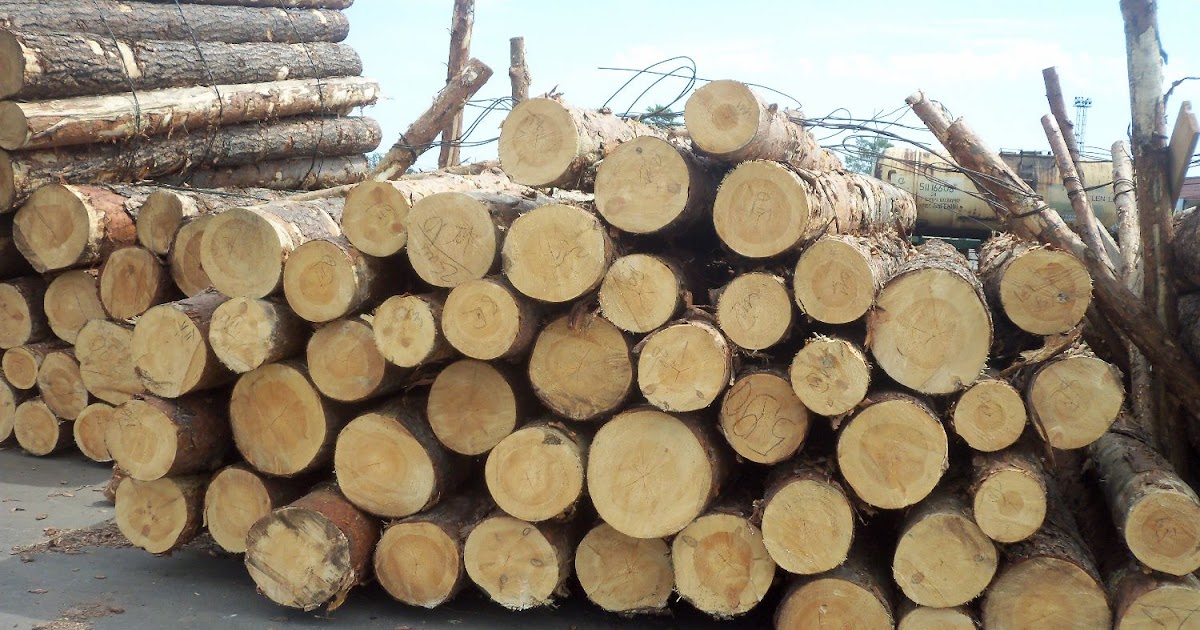 Pusat Grosir Aneka Kayu Log Albasia Sengon dan Jabon Hutan Rakyat ...