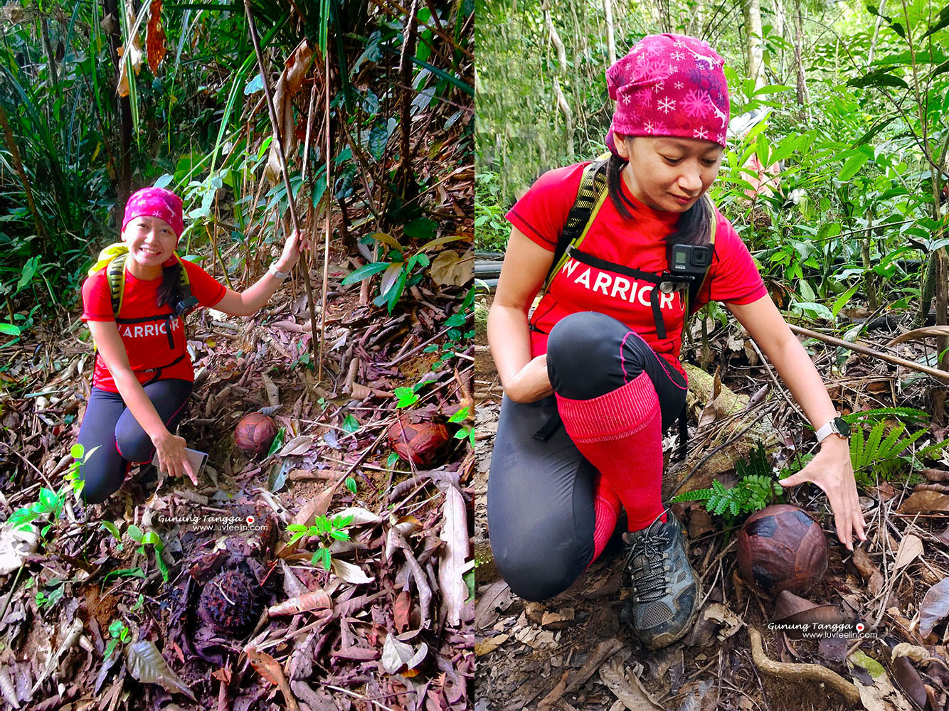 Forest Gan // Rafflesia Kelantanensis 甘苍林与【莱佛士花】亲睹世界记录【吉兰丹大王花】 - 乐飞翎 ♥ ...