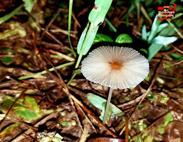 Crafted in a Marvelous Design: Nature's Beauty at Lampanag Ridge ...