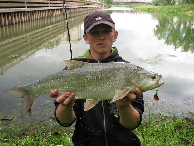 Wędkarstwo Moje Hobby: Sezon na Ryby (Rapa - Czyli Boleń)