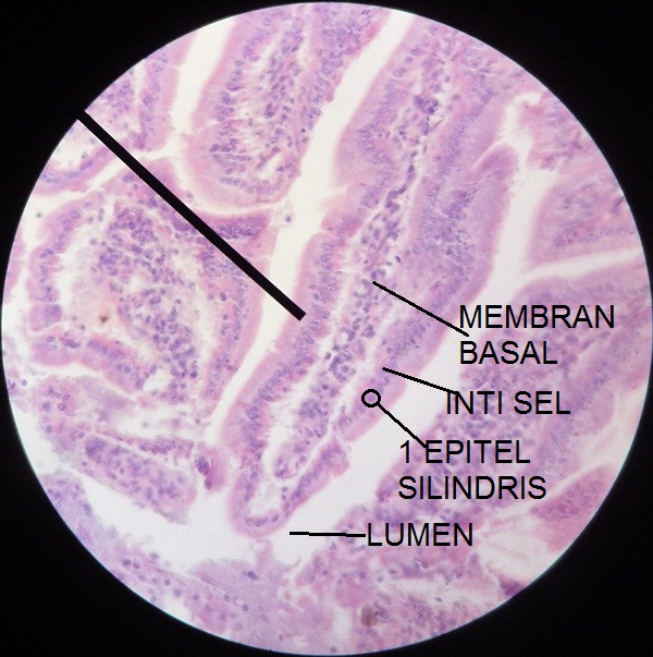 Praktikum Jaringan Epitel dan Jaringan Otot ~ Biodayu