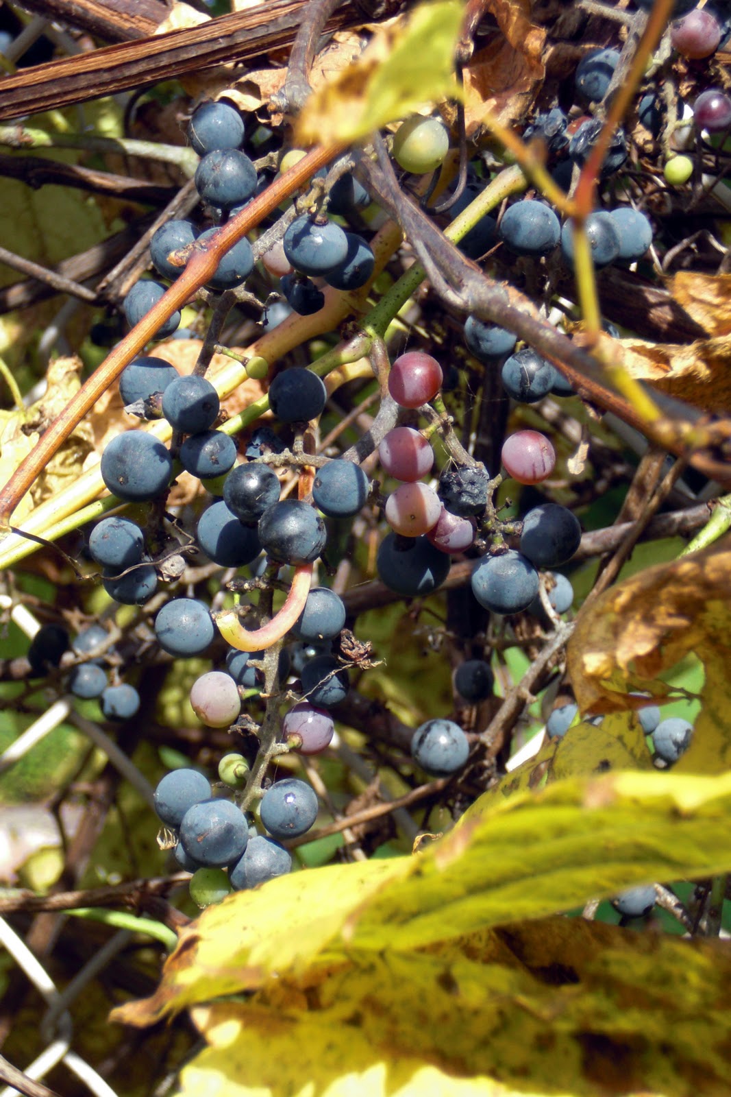 The Violet Fern: Berry Berry Good!