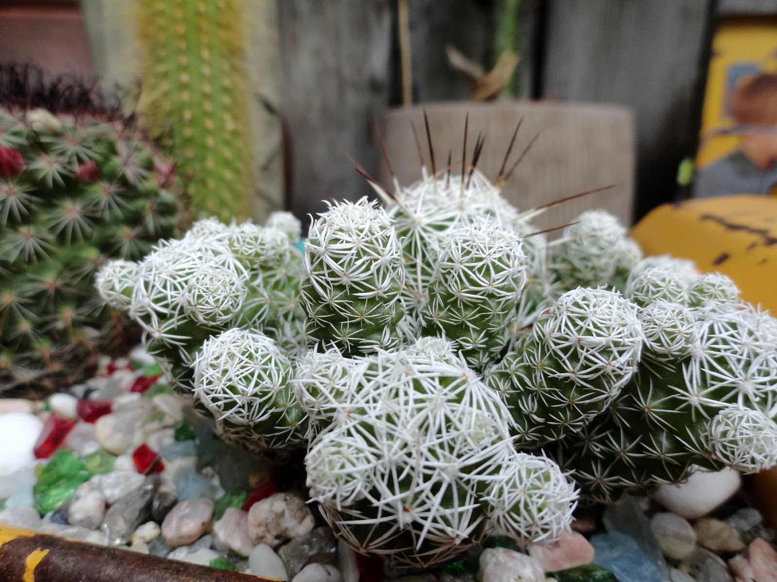 danger garden: My visit to Potted (for outdoor living) in L.A.…