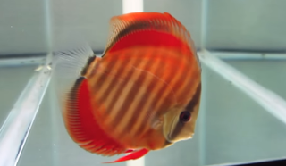 100 Discus Classification according to color and line | king fish
