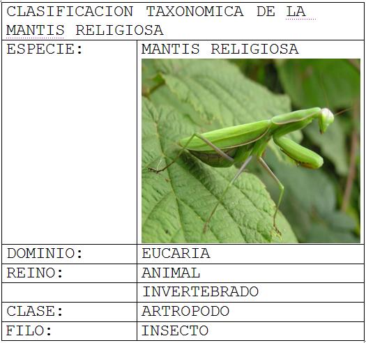 welcome!!!!!!: CLASIFICACIÒN TAXONÒMICA DE LA MANTIS RELIGIOSA