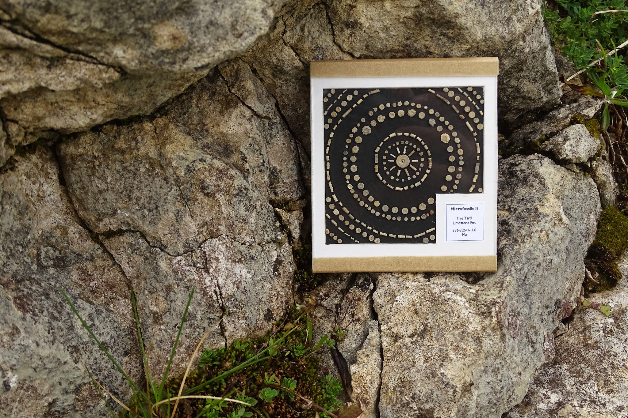 Microfossil Slides IV : Concentric Designs