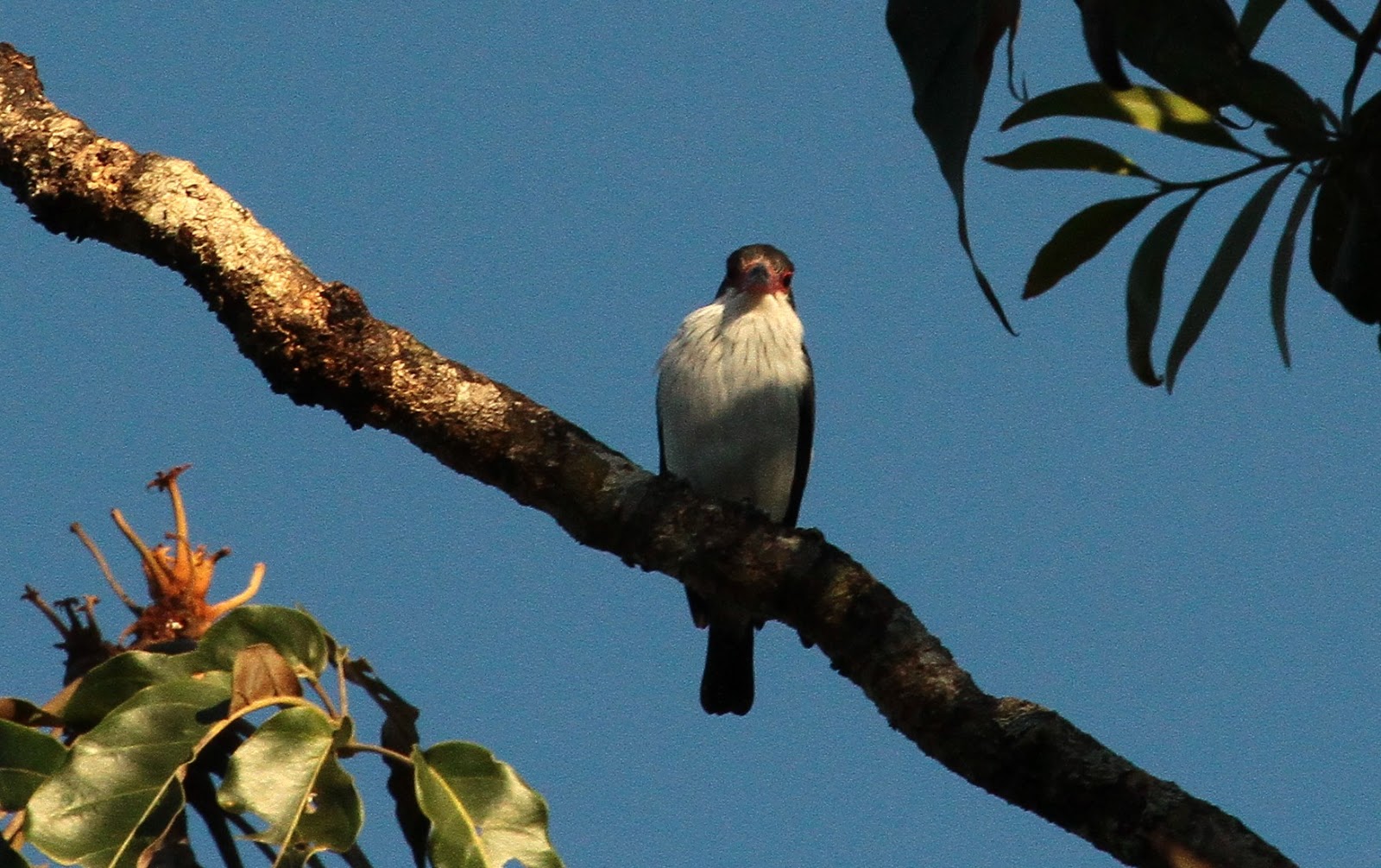Nuestro bello mundo...: Part VIII, Birding Tour, El Brujo y el Pauji