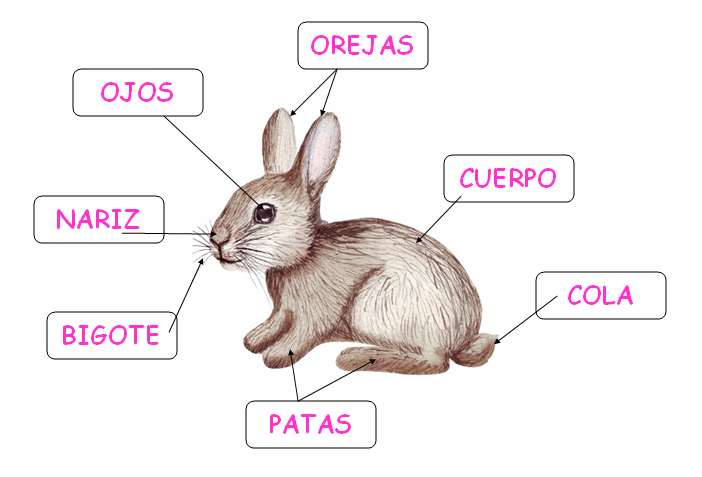 BLOG 1º DE INFANTIL 2019 - 2020: El Conejo