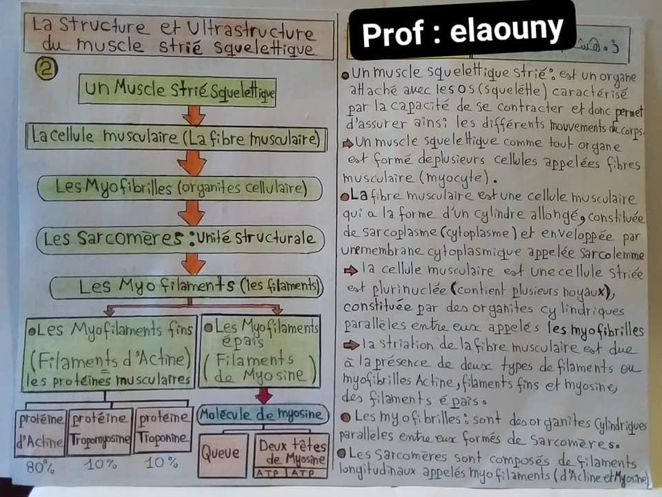 le muscle squelettique cours bac science