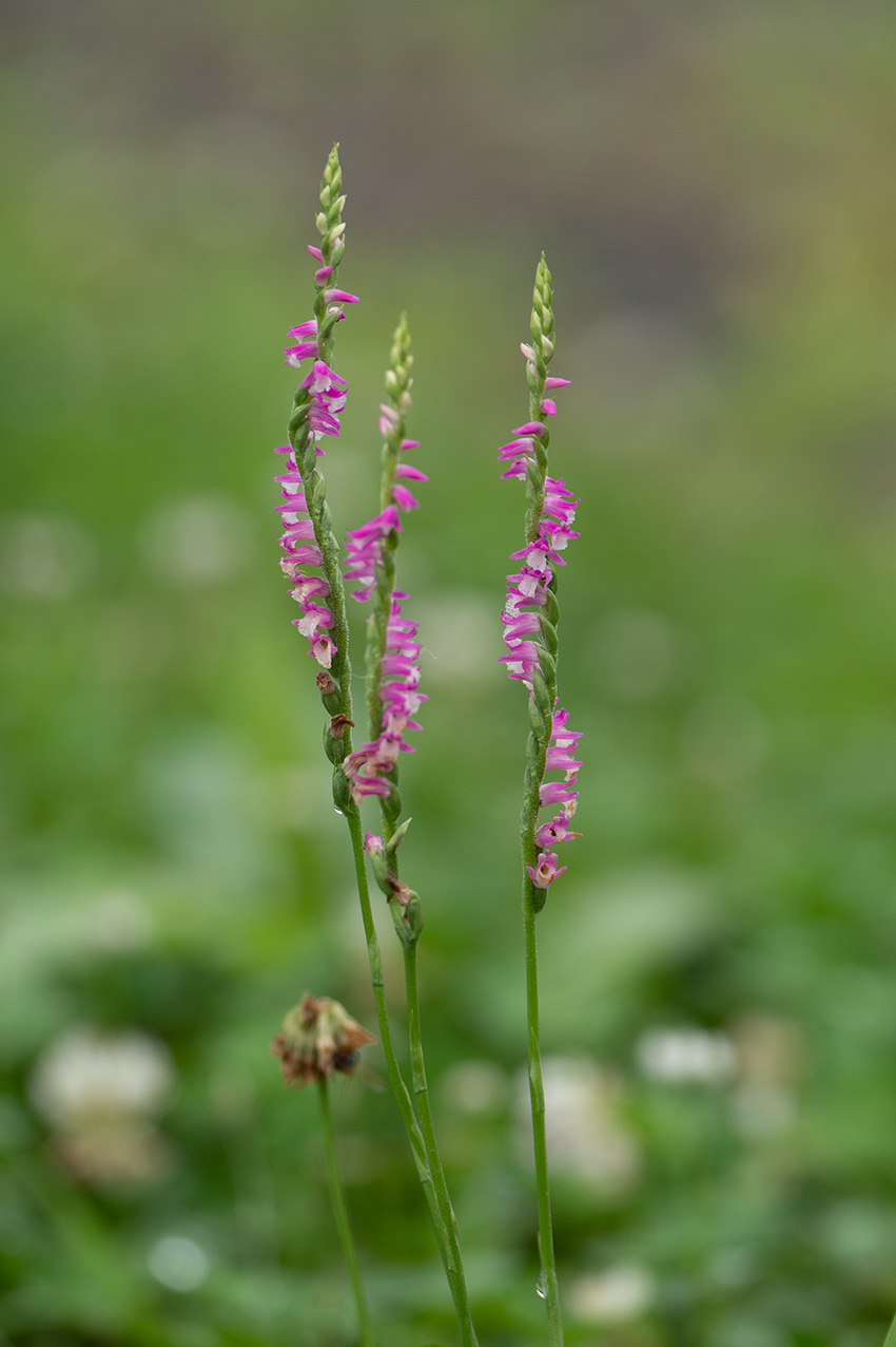 野の花百景: ネジバナ（Nejibana）