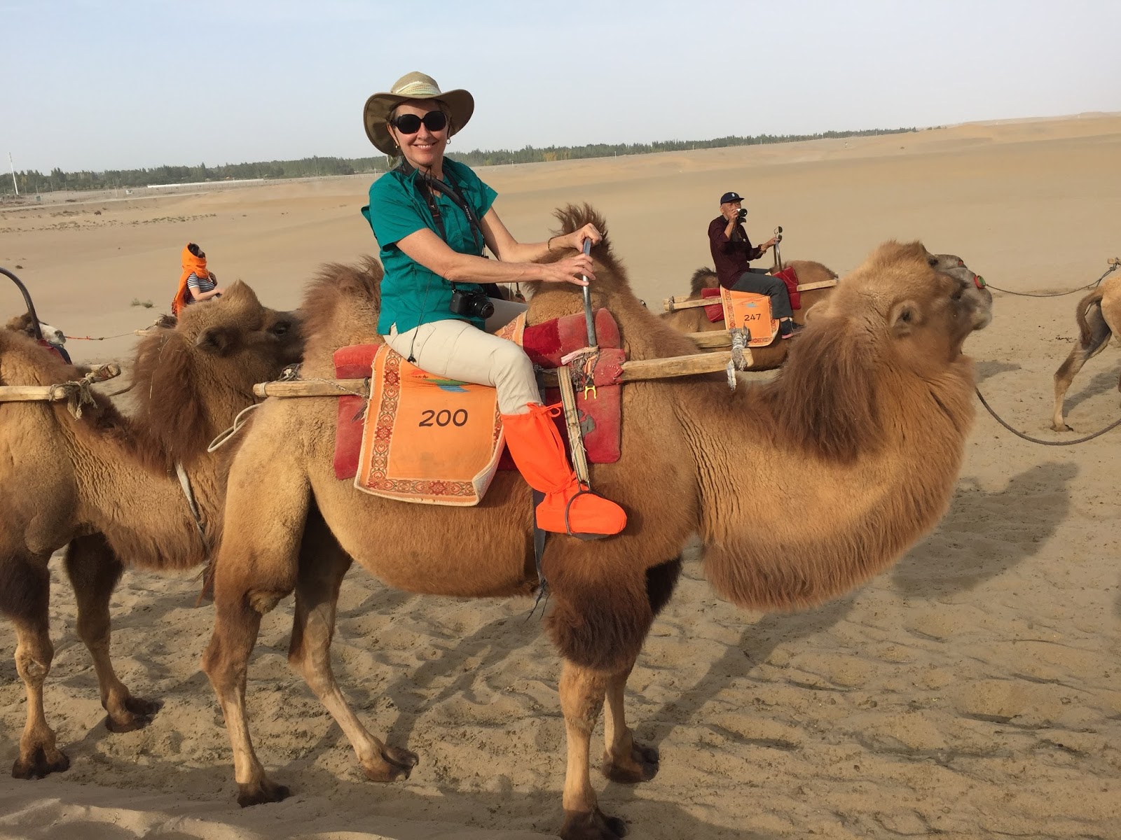 Cannundrums: Bactrian Camel
