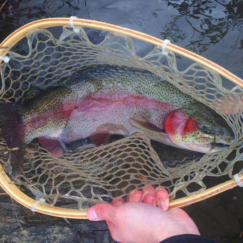 Autumn Siren Flies: Photo Gallery