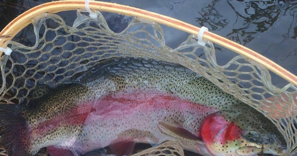 Autumn Siren Flies: Photo Gallery