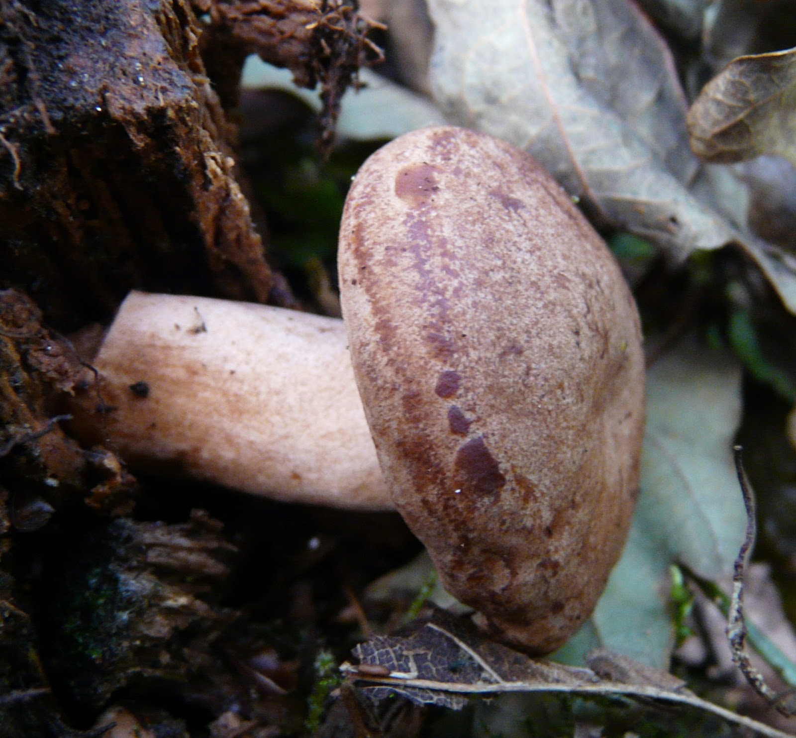 Tophill Low Nature Reserve: Fungi