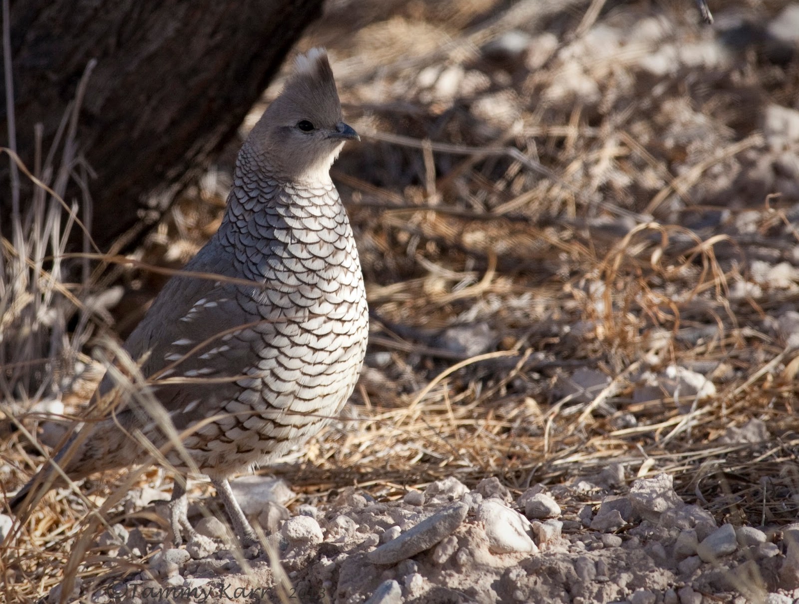 Birding Is Fun!: Birding El Paso