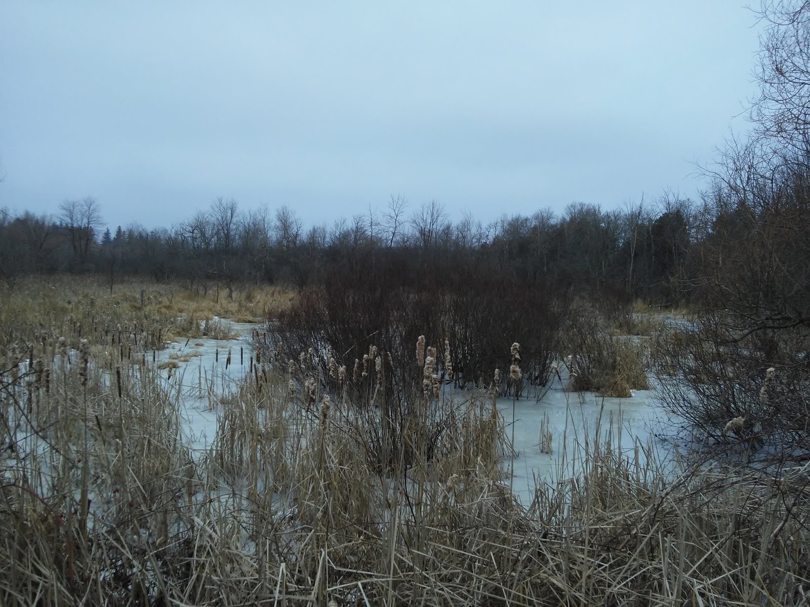 Ottawa Daily Photo: Winter Vantages In Guelph